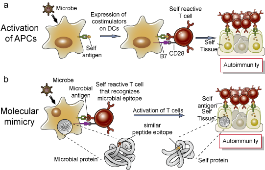 Autoimmunity - Creative Diagnostics