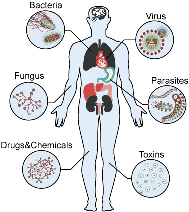 Infection Immunity - Creative Diagnostics