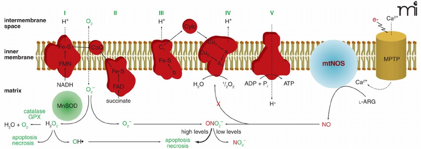 Inner Mitochondrial Membrane - Creative Diagnostics