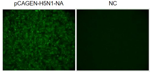 Innovative VHH Reagents and Antigens for Avian Disease Detection ...