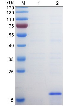 Innovative VHH Reagents and Antigens for Swine Disease Detection ...