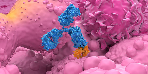Introduction to Antibody Production and Purification - Creative Diagnostics