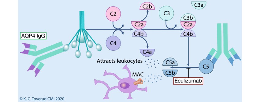Introduction To Eculizumab Creative Diagnostics