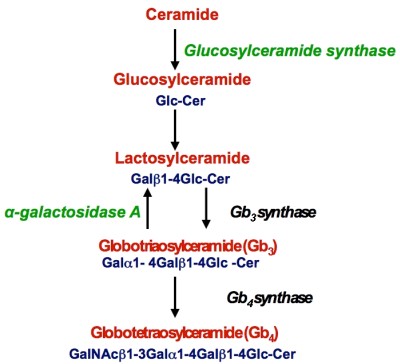 Introduction to Gb3 - Creative Diagnostics