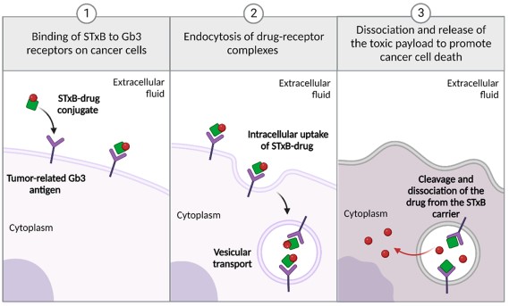 Introduction to Gb3 - Creative Diagnostics