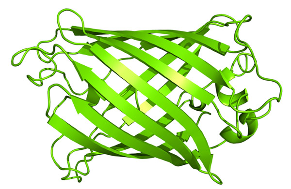 Introduction to Green Fluorescent Protein - Creative Diagnostics