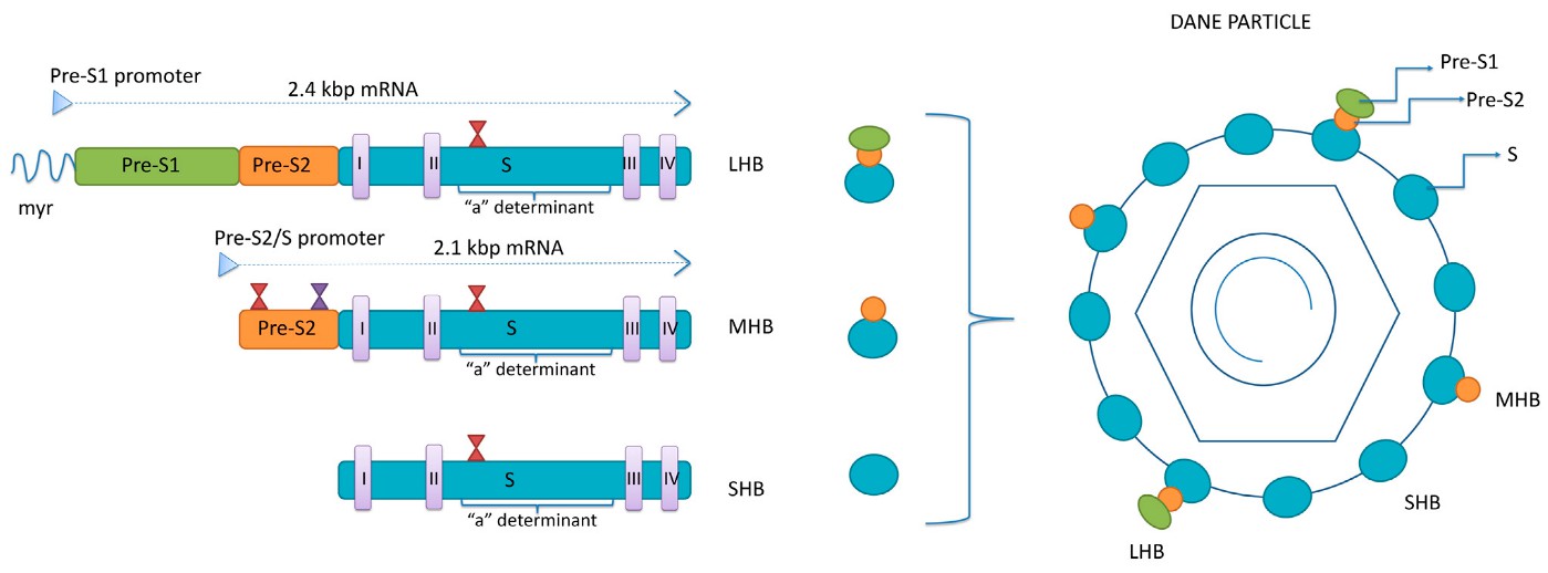 Introduction to Hepatitis B Surface Antigen - Creative Diagnostics
