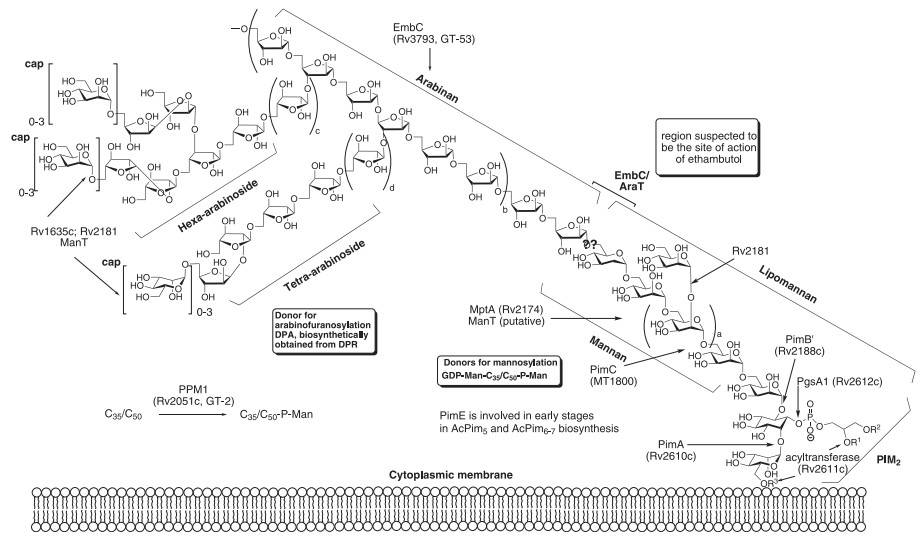 Introduction to Lipoarabinomannan - Creative Diagnostics