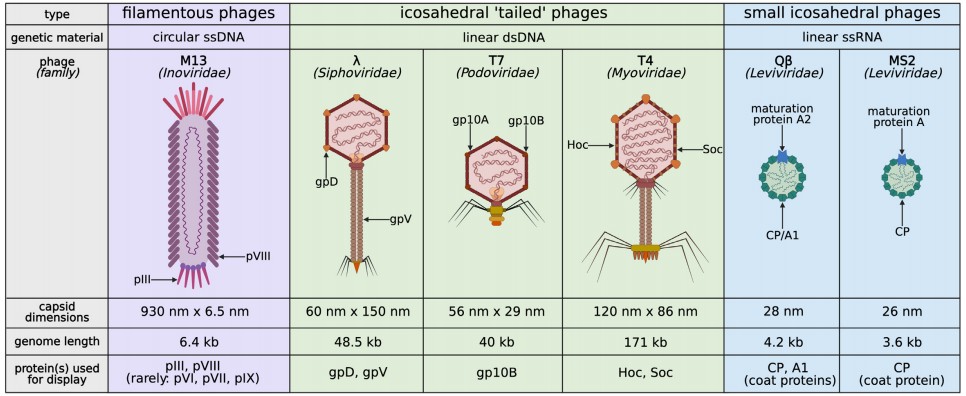 Introduction to Phage Display Technology - Creative Diagnostics