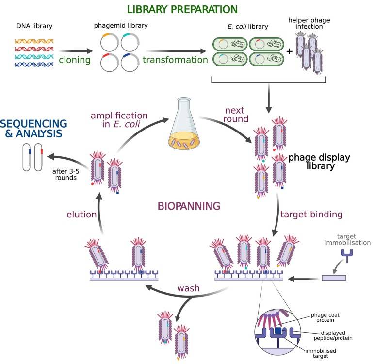 Introduction to Phage Display Technology - Creative Diagnostics