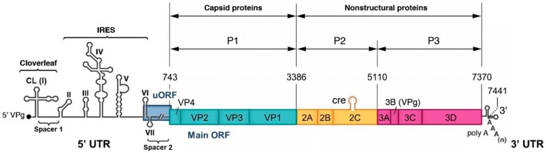 Introduction to Poliovirus - Creative Diagnostics