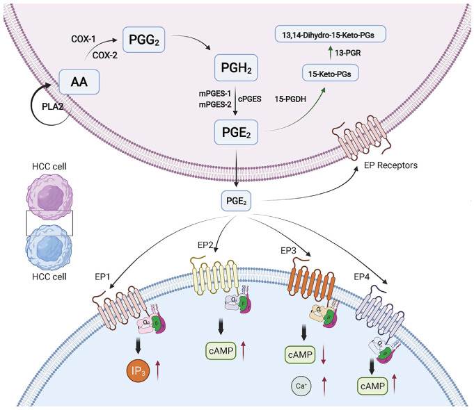 Prostaglandin Overview - Creative Diagnostics