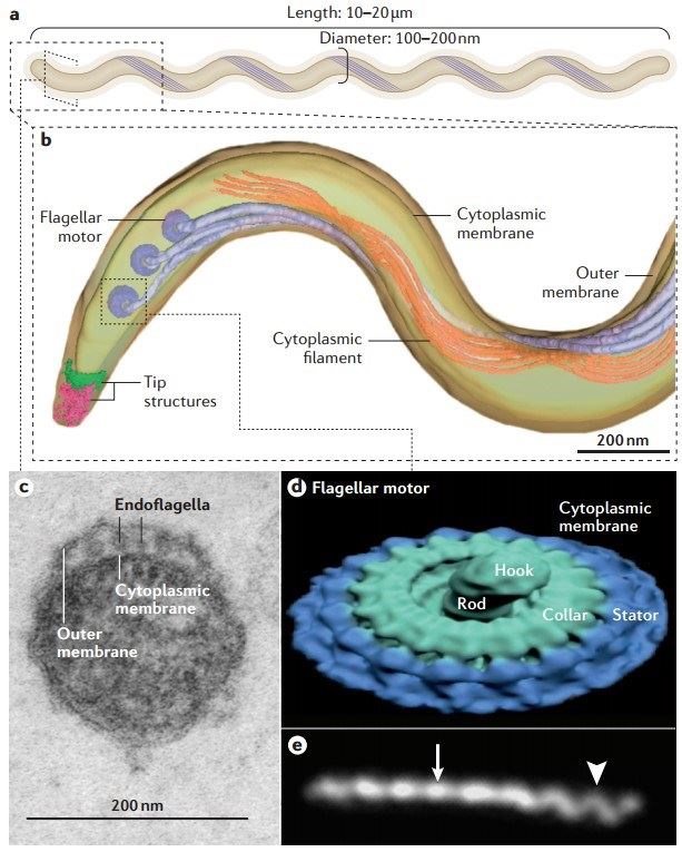 Syphilis introduction - Creative Diagnostics