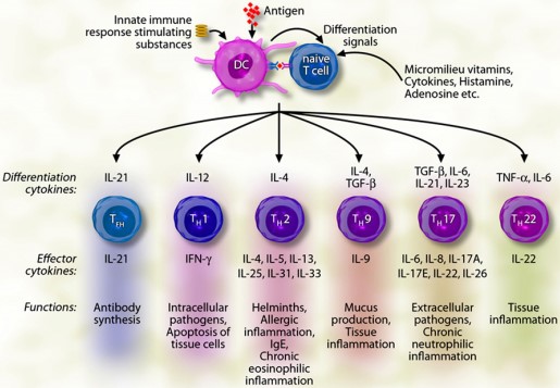 Introduction to the Function of Interleukins - Creative Diagnostics
