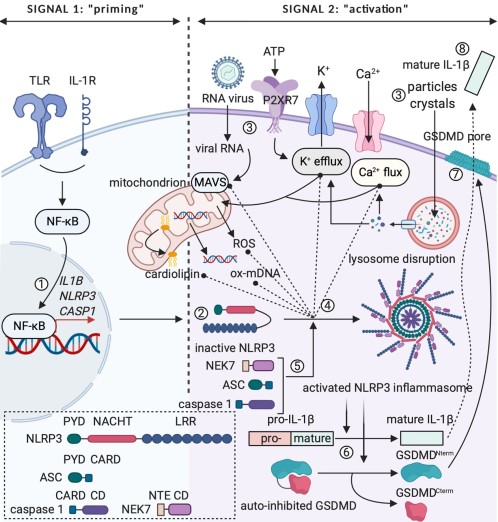 Introduction to the Function of Interleukins - Creative Diagnostics