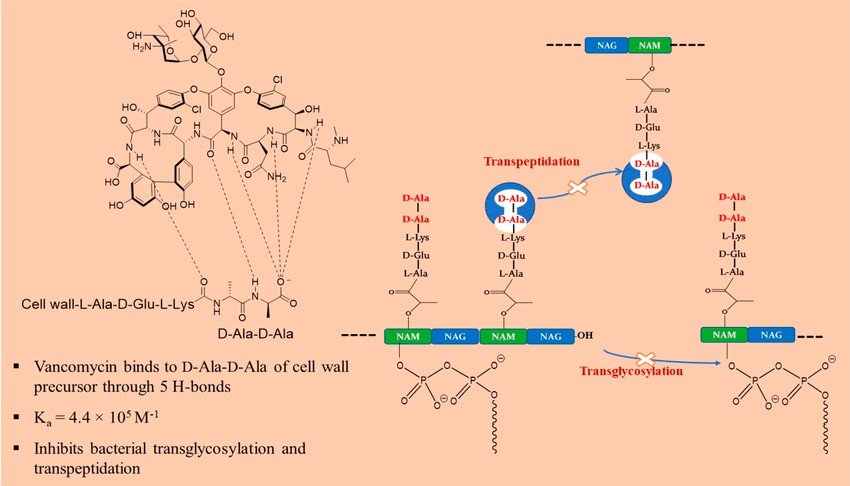 Introduction to Vancomycin - Creative Diagnostics