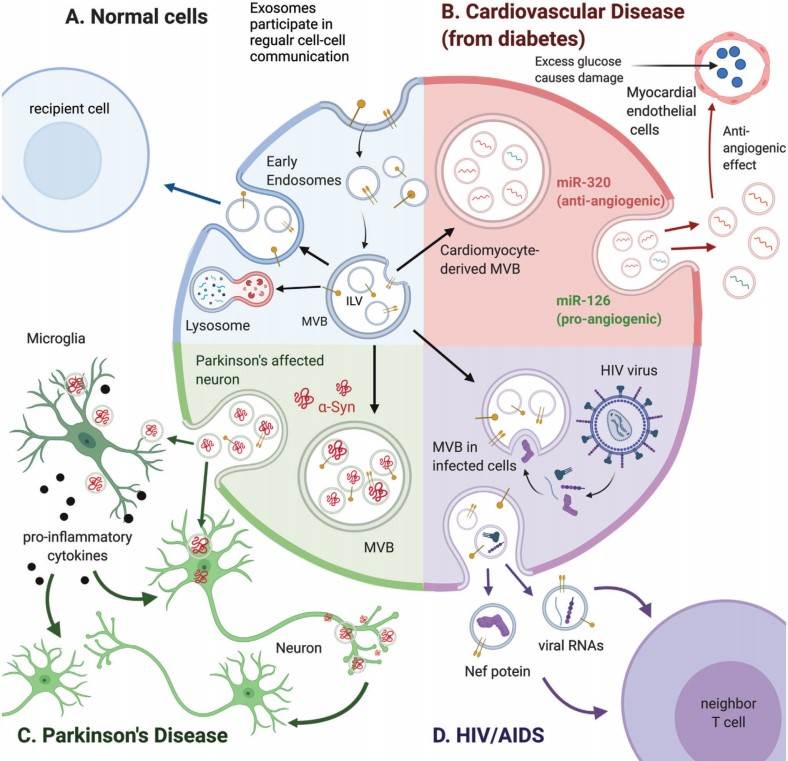 Exosomes Isolation and Applications - Creative Diagnostics