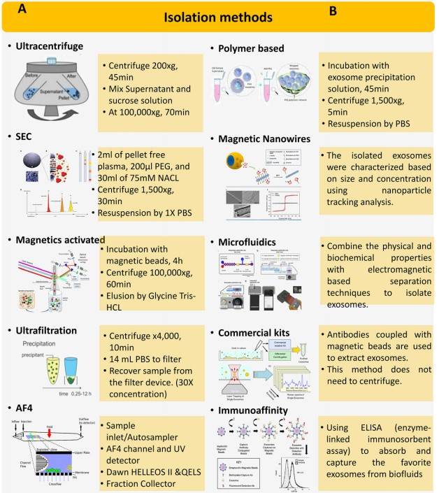 Exosomes Isolation and Applications - Creative Diagnostics