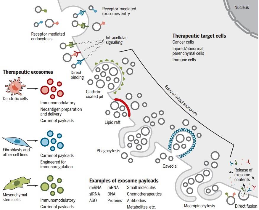 Exosomes Isolation and Applications - Creative Diagnostics
