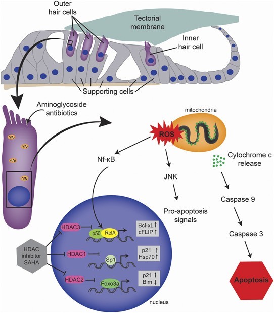 A Comprehensive Guide to Kanamycin - Creative Diagnostics