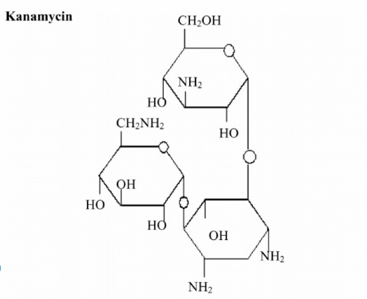 Kanamycin: The Bacterial Buster - Creative Diagnostics