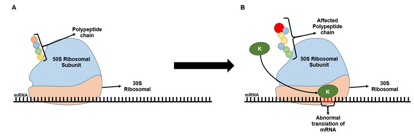 Kanamycin: The Bacterial Buster - Creative Diagnostics