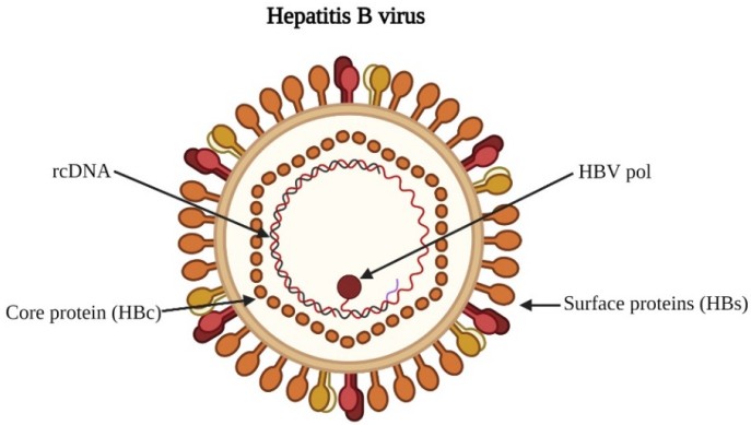 Key HBV Clinical Diagnostic Biomarkers - Creative Diagnostics