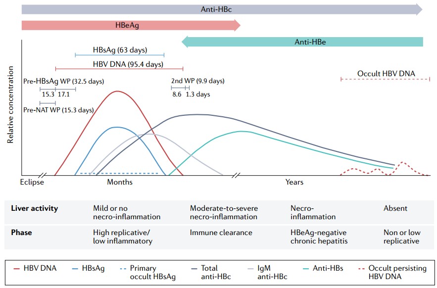 Key HBV Clinical Diagnostic Biomarkers - Creative Diagnostics