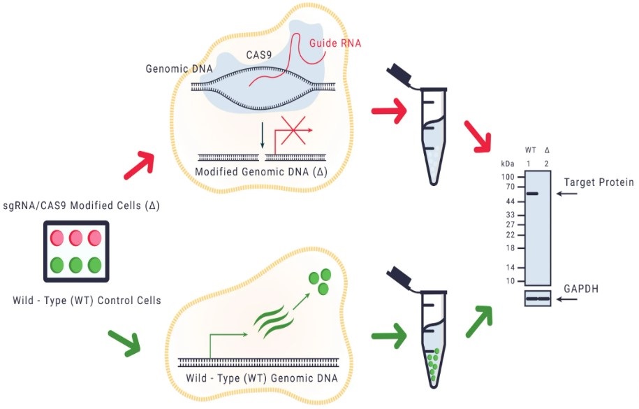 Knockout Validated Antibodies - Creative Diagnostics