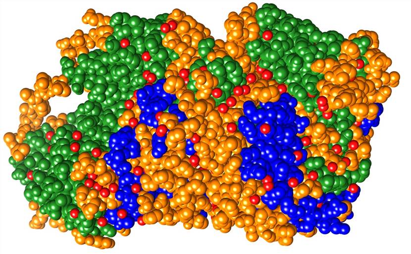 LacZ Tag Overview - Creative Diagnostics