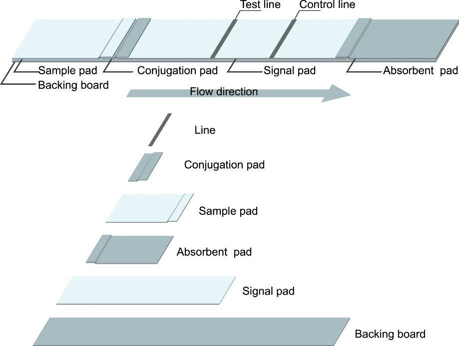 Lateral Flow Immunoassay (LFIA) Platform - Creative Diagnostics