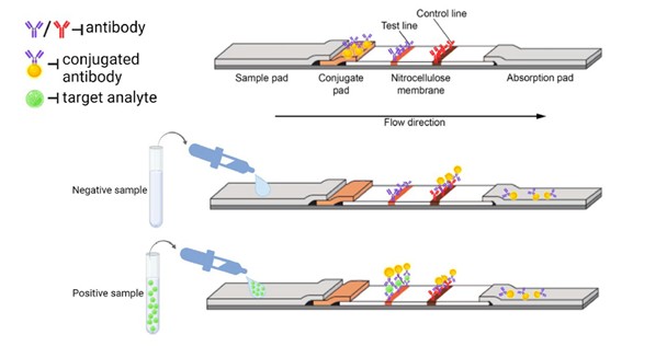 Lateral Flow Immunoassay (LFIA) Platform - Creative Diagnostics