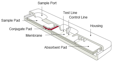 Colloidal Gold Lateral Flow Strips Development - Creative Diagnostics