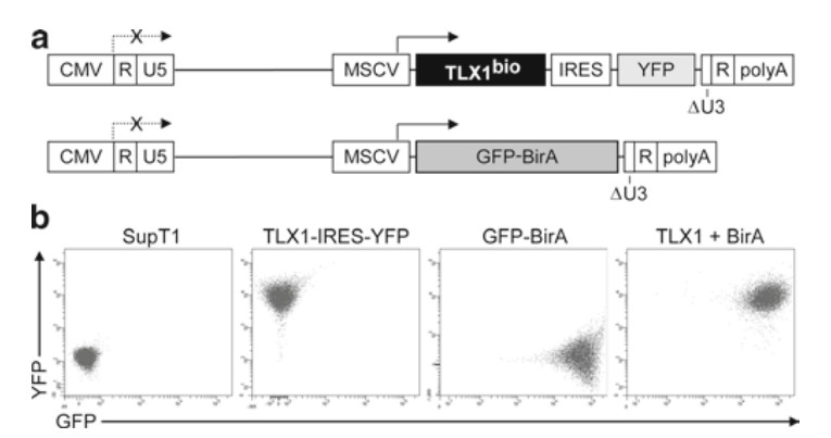 Lentiviral Fluorescent Protein Expression Vectors for Biotinylation Proteomics Protocol ...