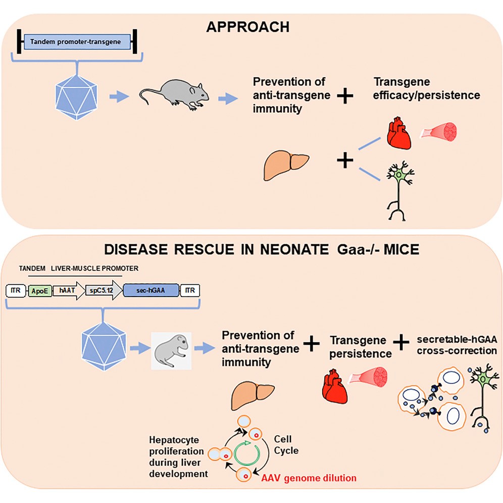Liver Tissue-Specific Expression Regulation of AAV - Creative Diagnostics