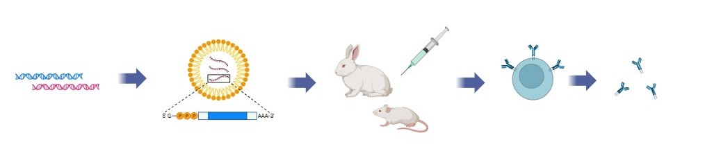 LNP-mRNA-based Antibody Production Platform - Creative Diagnostics
