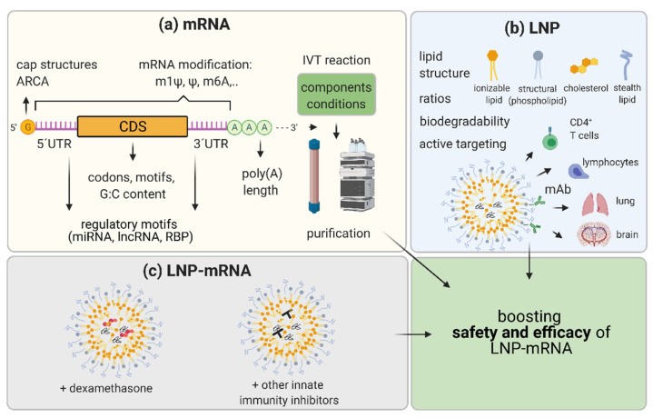 Custom Antibody Development - Creative Diagnostics