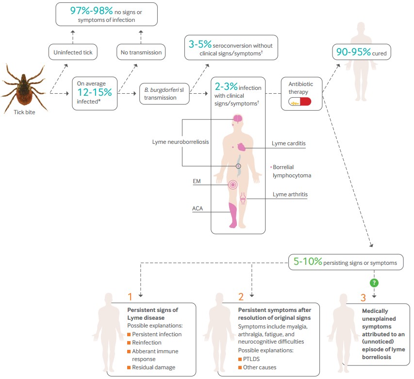 Lyme Disease and Borrelia burgdorferi - Creative Diagnostics