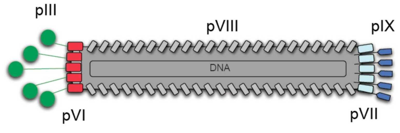 New M13 Antibodies - Creative Diagnostics