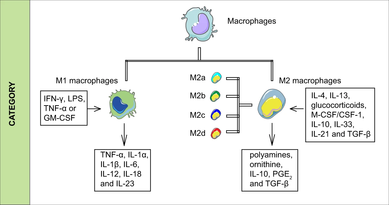 Macrophage-based Cell Therapy - Creative Diagnostics