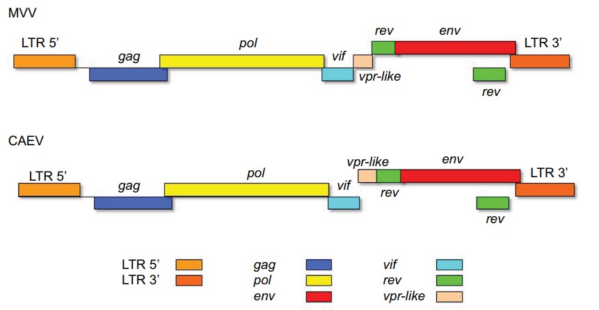 Maedi-Visna Virus (MVV) - Creative Diagnostics