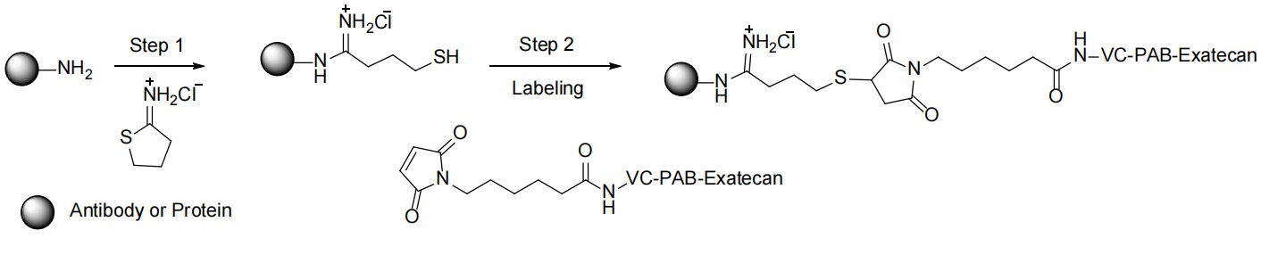 Magic Fast™ Antibody or Protein Exatecan Conjugation Kit (With VC-PAB ...