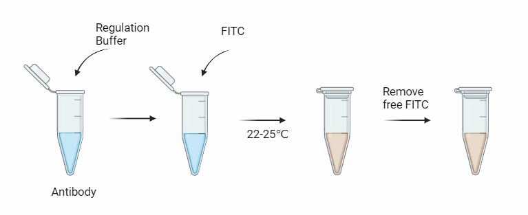 Magic Fast™ FITC Conjugation Kit - Creative Diagnostics