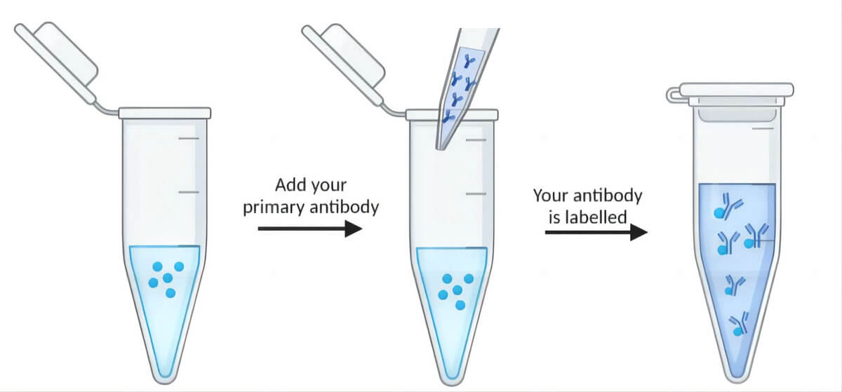 Magic Fast™ ALP Conjugation Kit - Creative Diagnostics