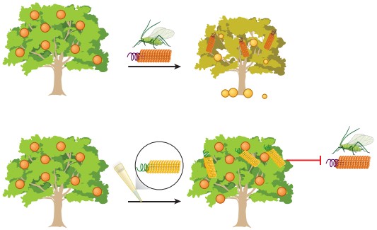 CTV Infection and Protection - Creative Diagnostics