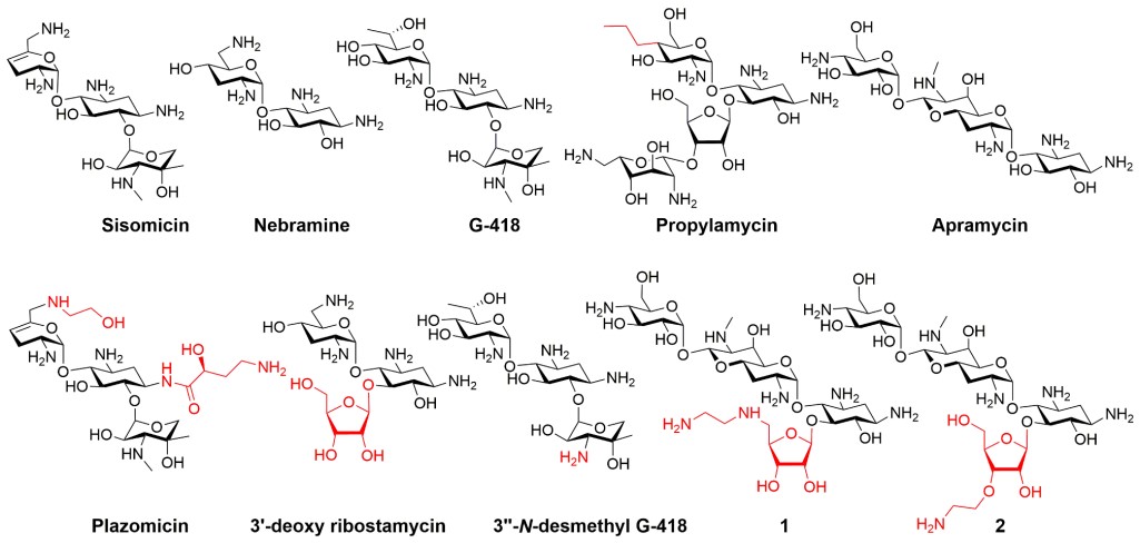 Aminoglycosides Mechanism and Impact - Creative Diagnostics