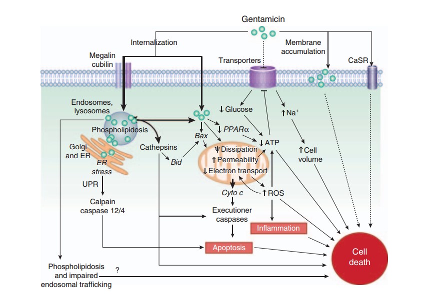 Aminoglycosides Mechanism and Impact - Creative Diagnostics