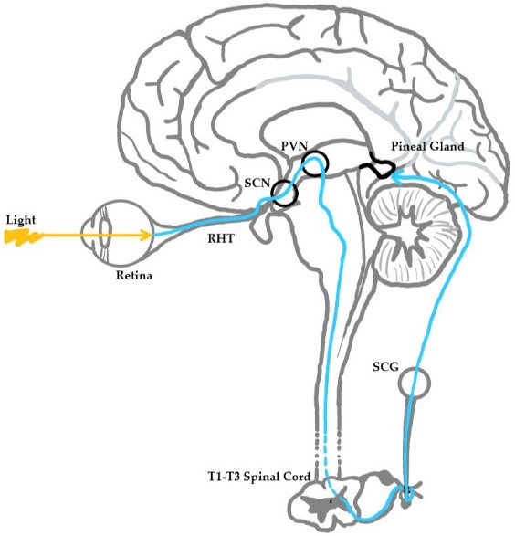 Melatonin and Sleep - Creative Diagnostics