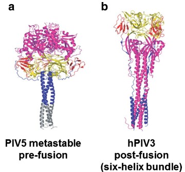 Paramyxovirus Structure