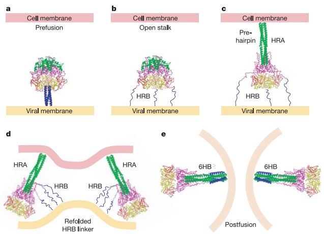 Membrane Fusion Mechanism Mediated by HPIV and Paramyxovirus ...